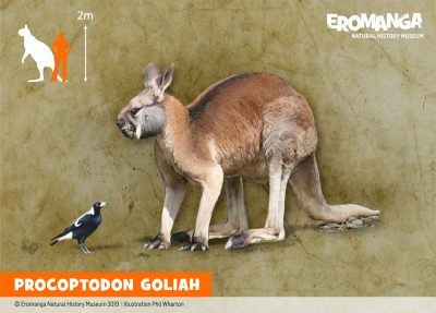 Procoptodon goliah – Eromanga